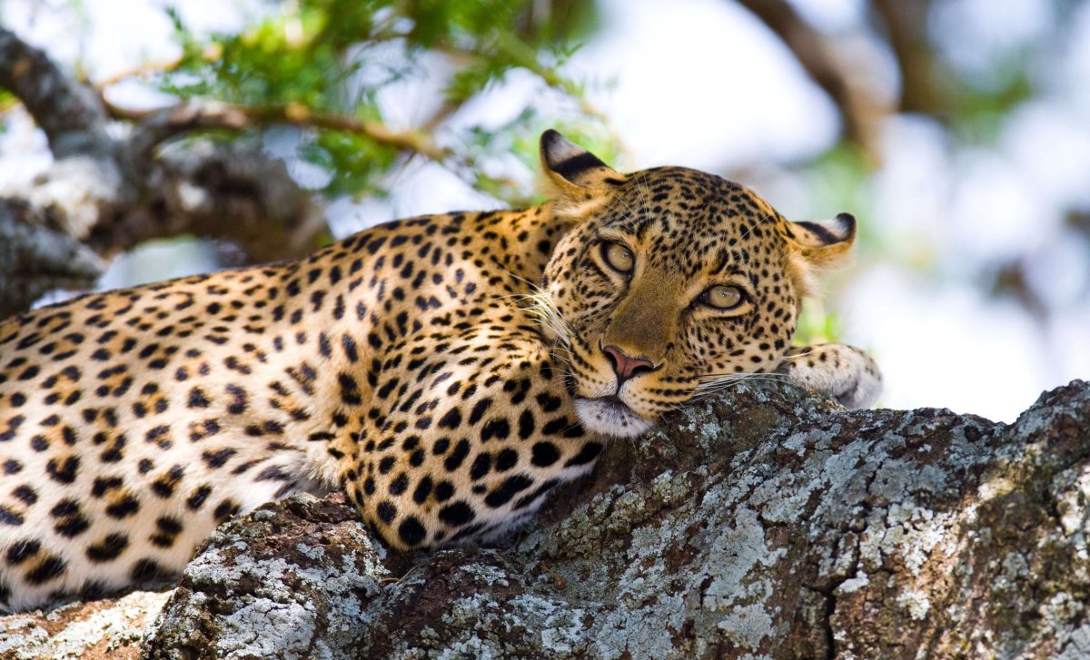 Tanzánia - Megközelítés és a legjobb utazási mód